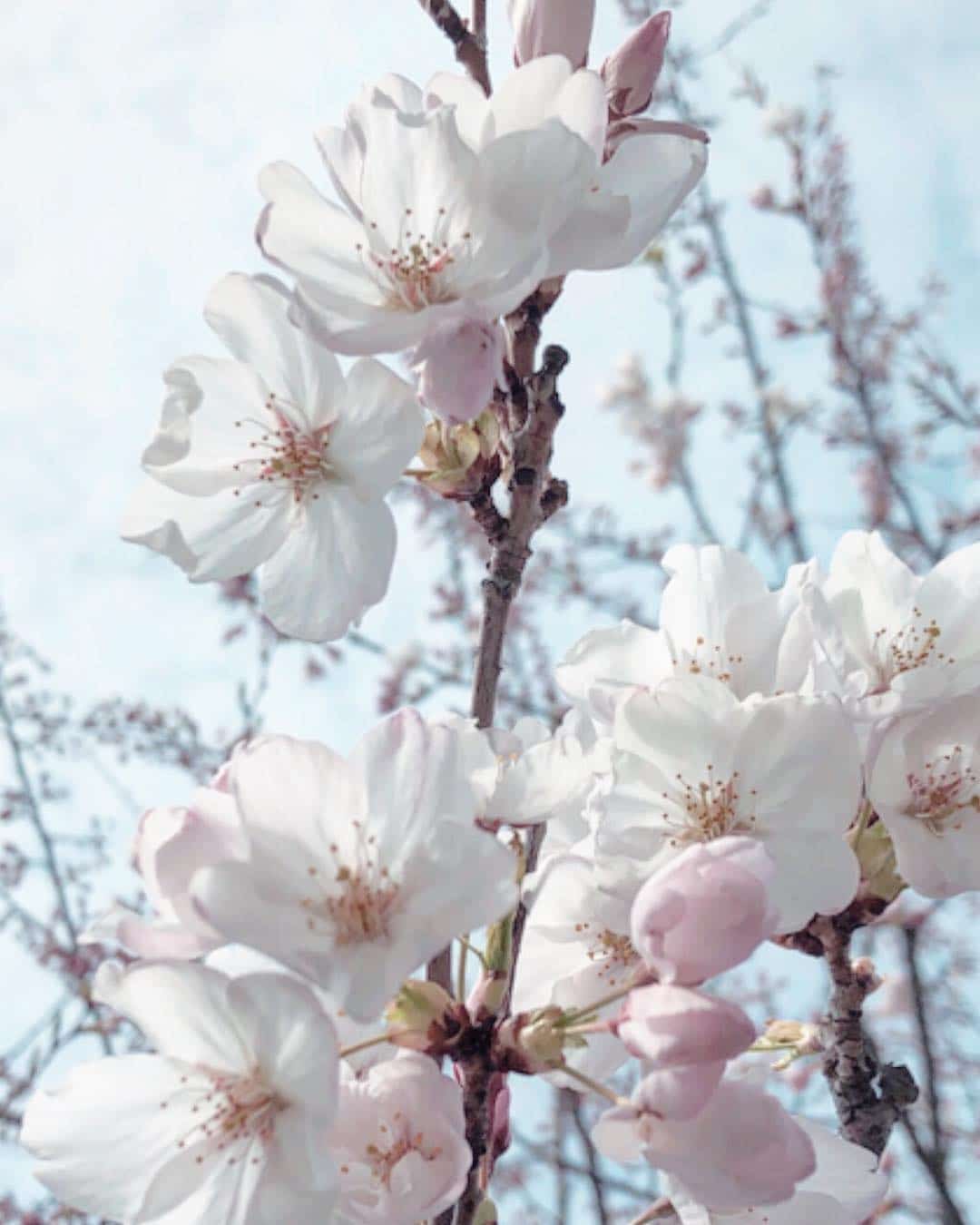The Cherry Tree: A Celebration Of Spring - Seattle Tree Care - Greater ...