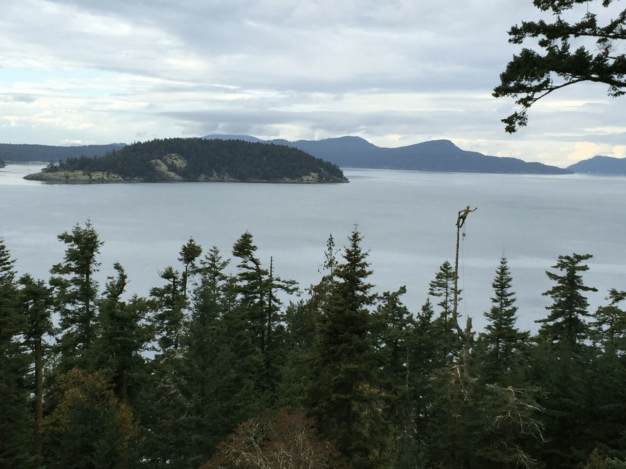 Protecting Trees From Ice & Snow - Seattle Tree Care - Greater Seattle ...