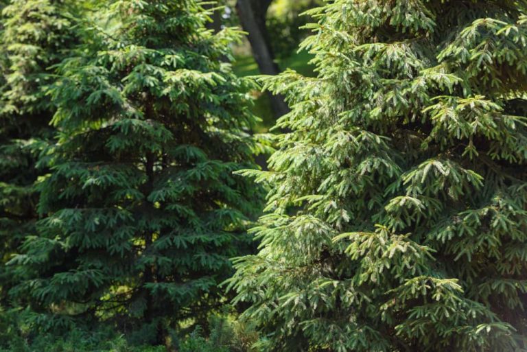 Evergreens Turning Brown: Causes, Prevention & Treatment - Seattle Tree ...