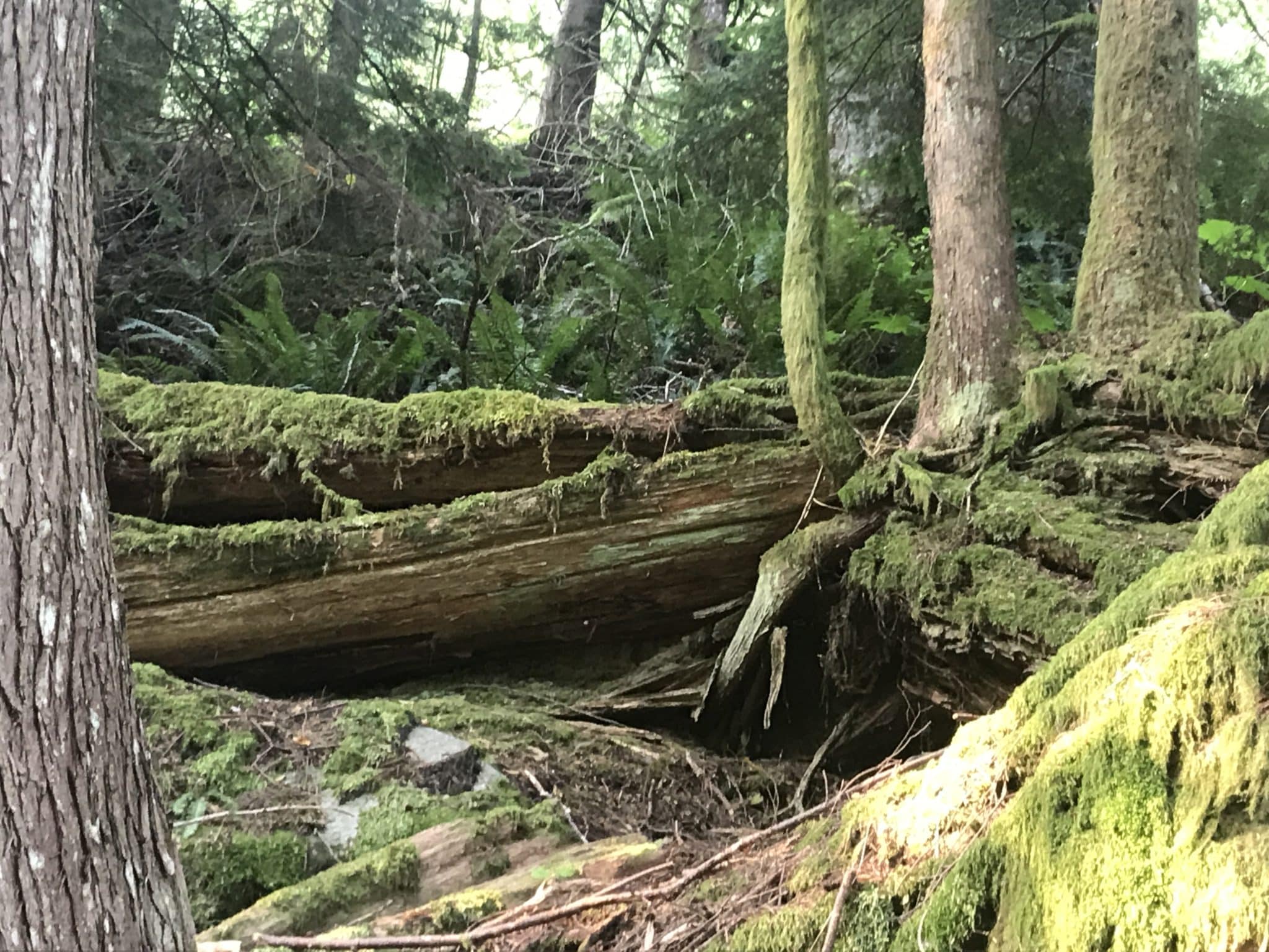 Removing A Tree? Consider Creating A Nurse Log! | Seattle Tree Care