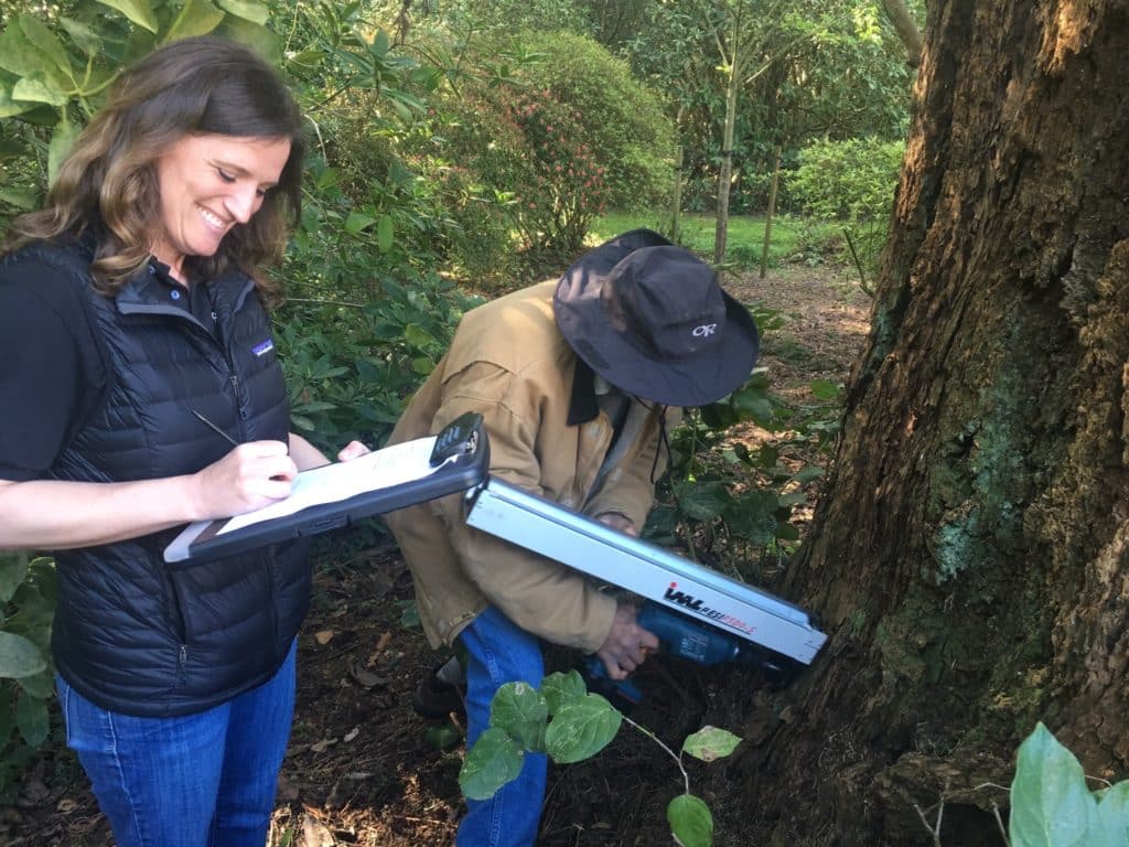 Tree Disease & Insect Treatment & Prevention - Seattle Tree Care ...