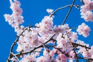 5 Best Spring-Flowering Trees For Seattle | Seattle Tree Care
