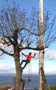 About Seattle Tree Care, Certified Arborists, Local Team Serving You ...