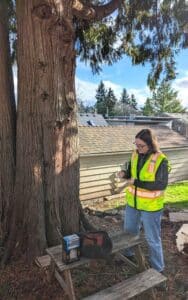 Seattle Tree Inspections, Risk Assessment For Dangerous Trees - Seattle ...