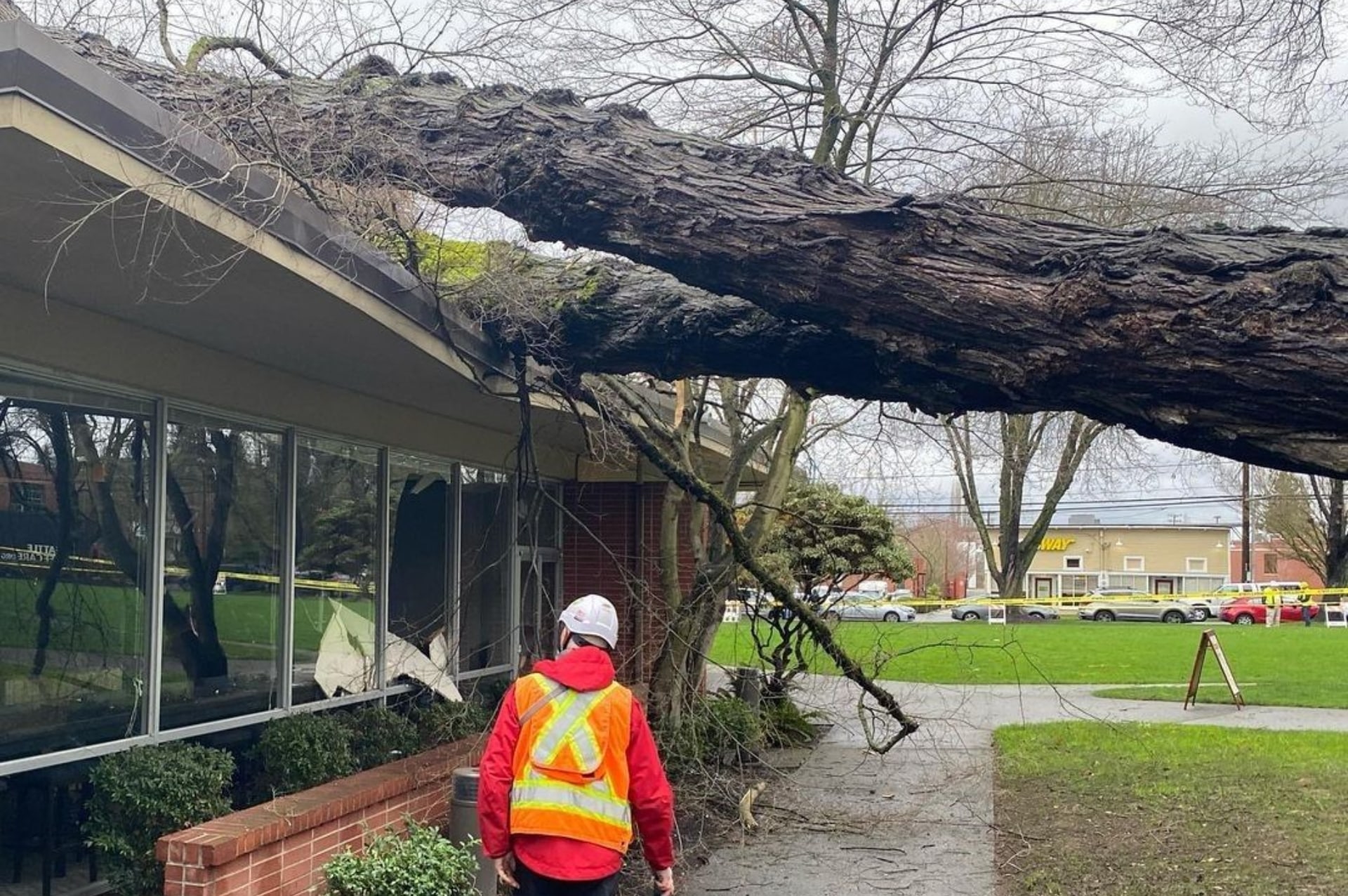 Emergency Tree Removal In Seattle: What To Expect From Call To Completion
