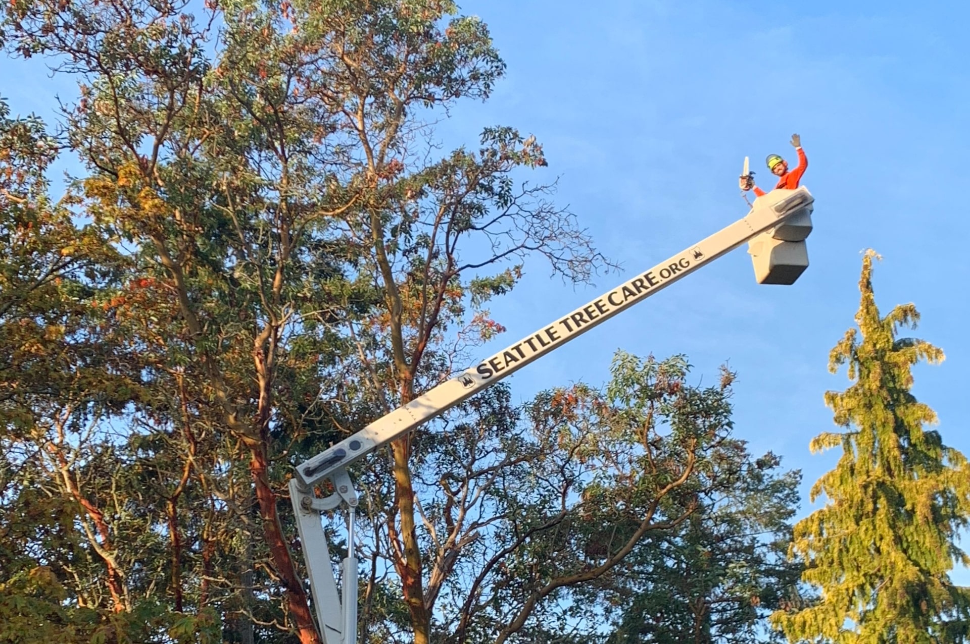 Why Do Healthy Trees Need To Be Pruned Seattle Tree Care