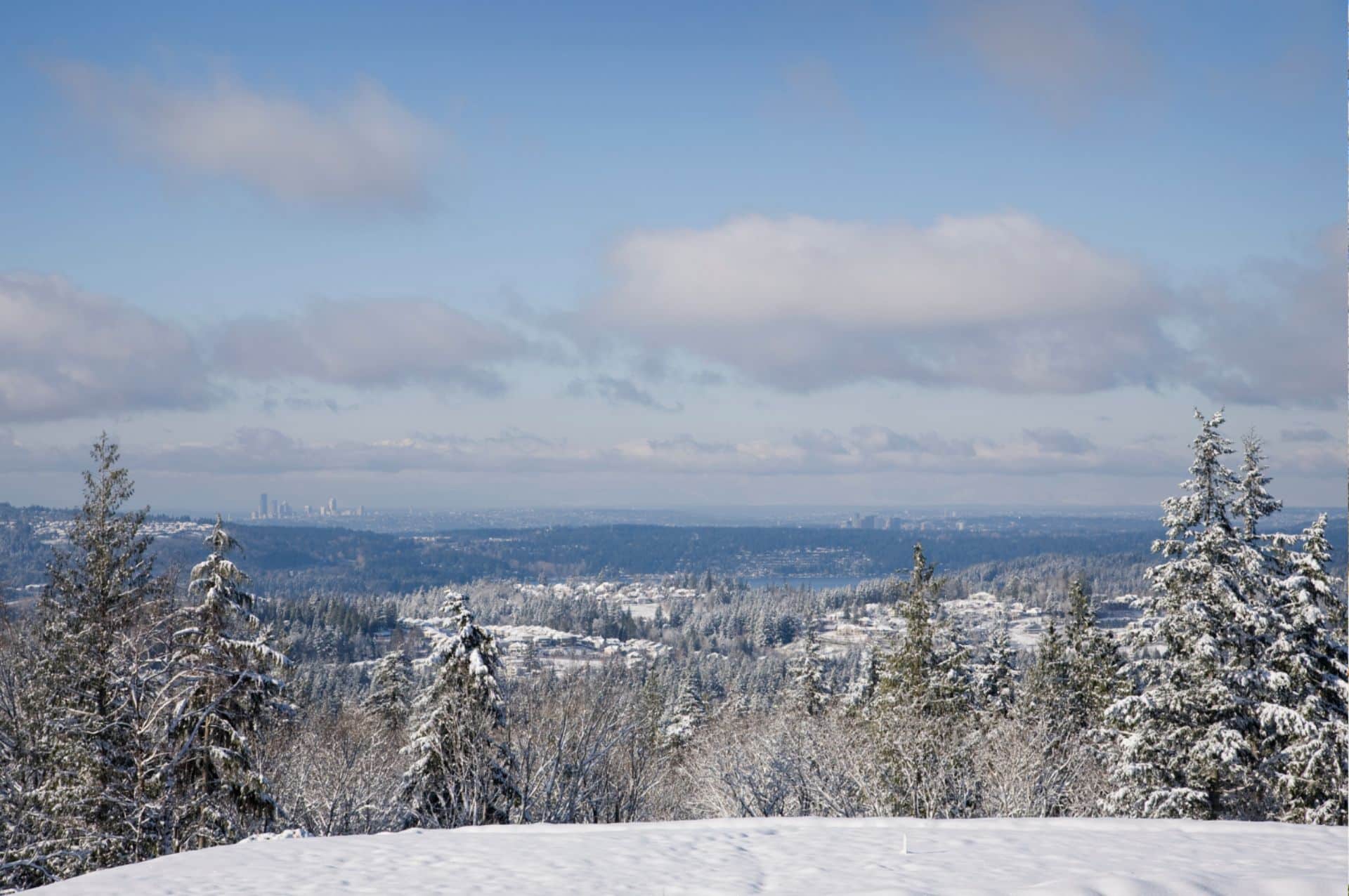Why Winter Is The Best Time To Prune Trees In Seattle & The Eastside ...