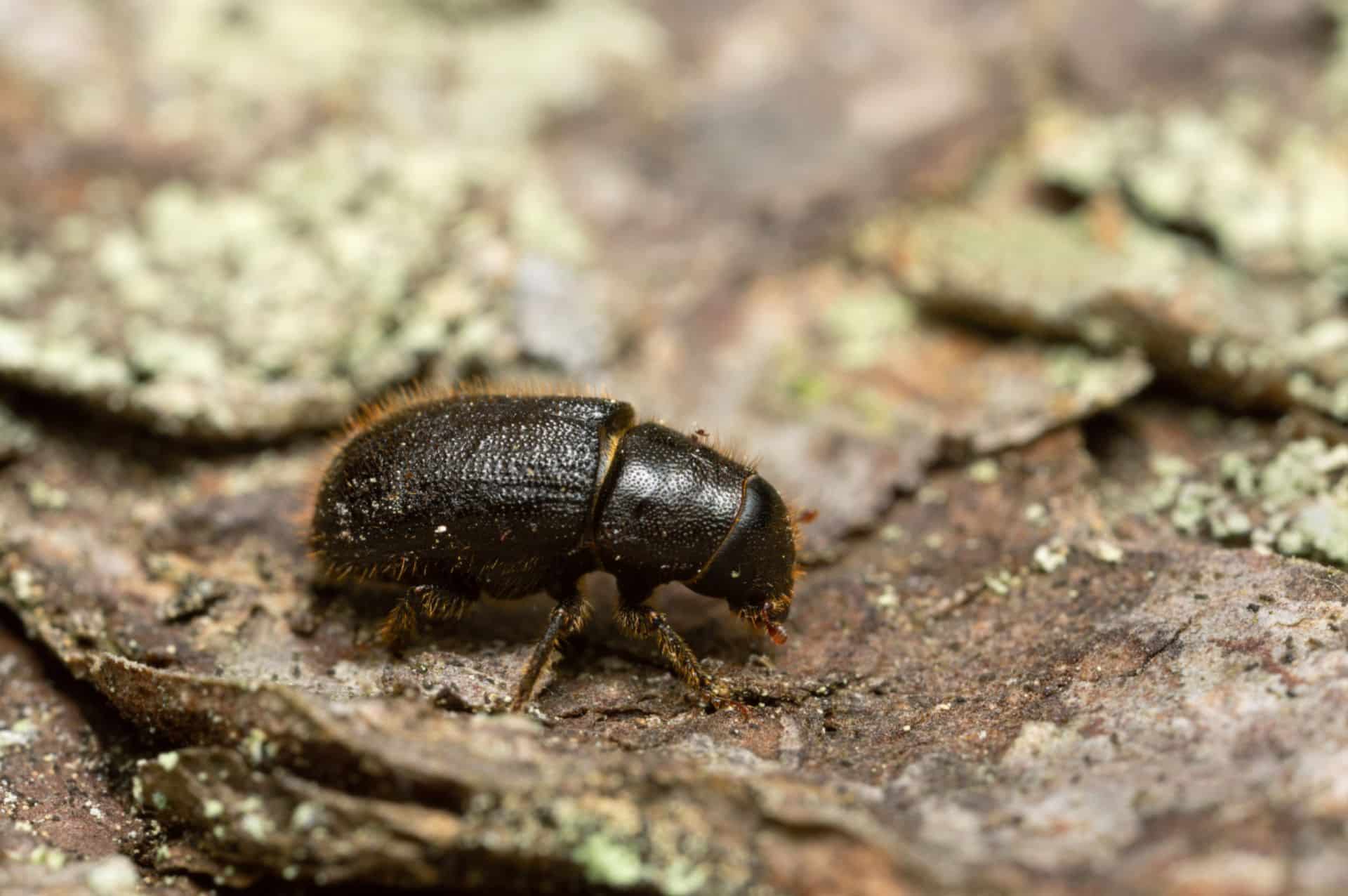 How Bark Beetles Are Threatening Seattle’s Iconic Conifers | Seattle ...
