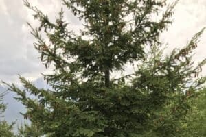 The Best Native Trees For Seattle & Eastside Properties | Seattle Tree Care