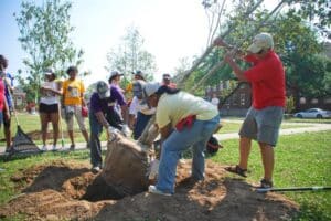 3 Ways To Celebrate Arbor Day In Seattle | Seattle Tree Care