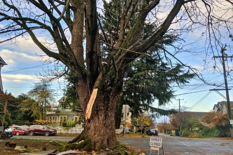 Emergency Tree Removal In Seattle: What To Expect From Call To Completion