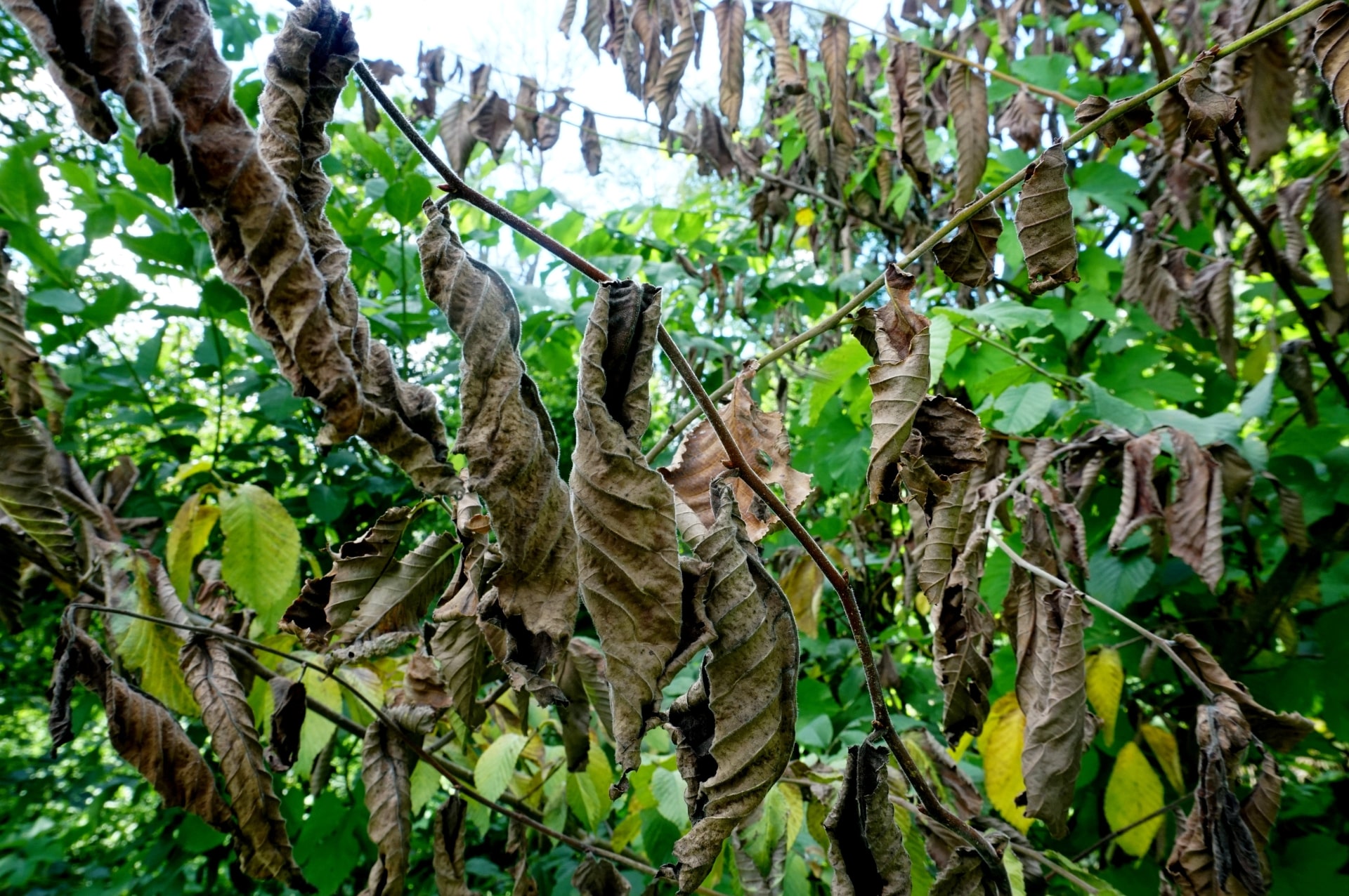 How Seattle Arborists Are Slowing The Spread Of Dutch Elm Disease ...