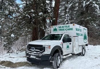 Seattle Tree Care, Tree Service By Certified Arborists - Removal ...