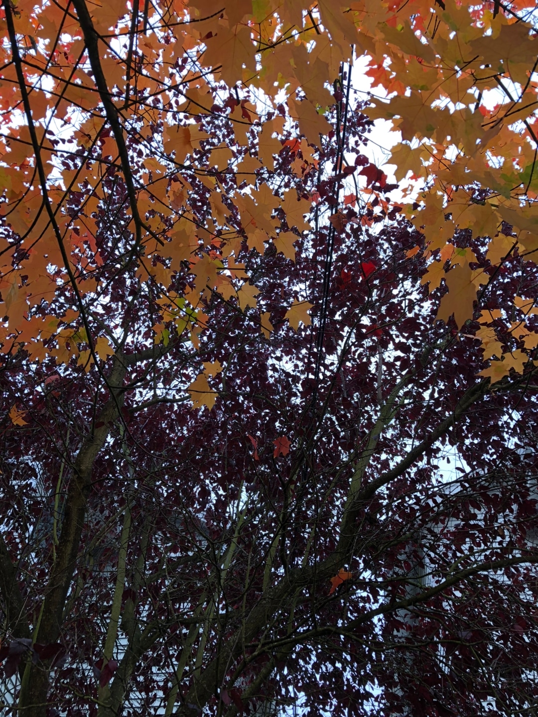 The Need For Diversity In The Urban Forest | Seattle Tree Care