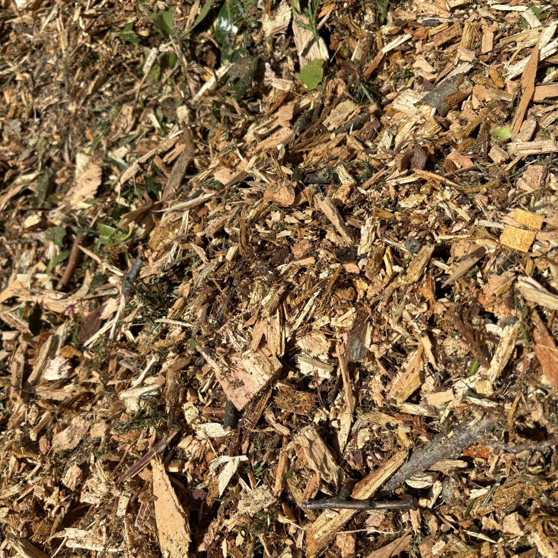 Order Arborist Wood Chips | Seattle Tree Care