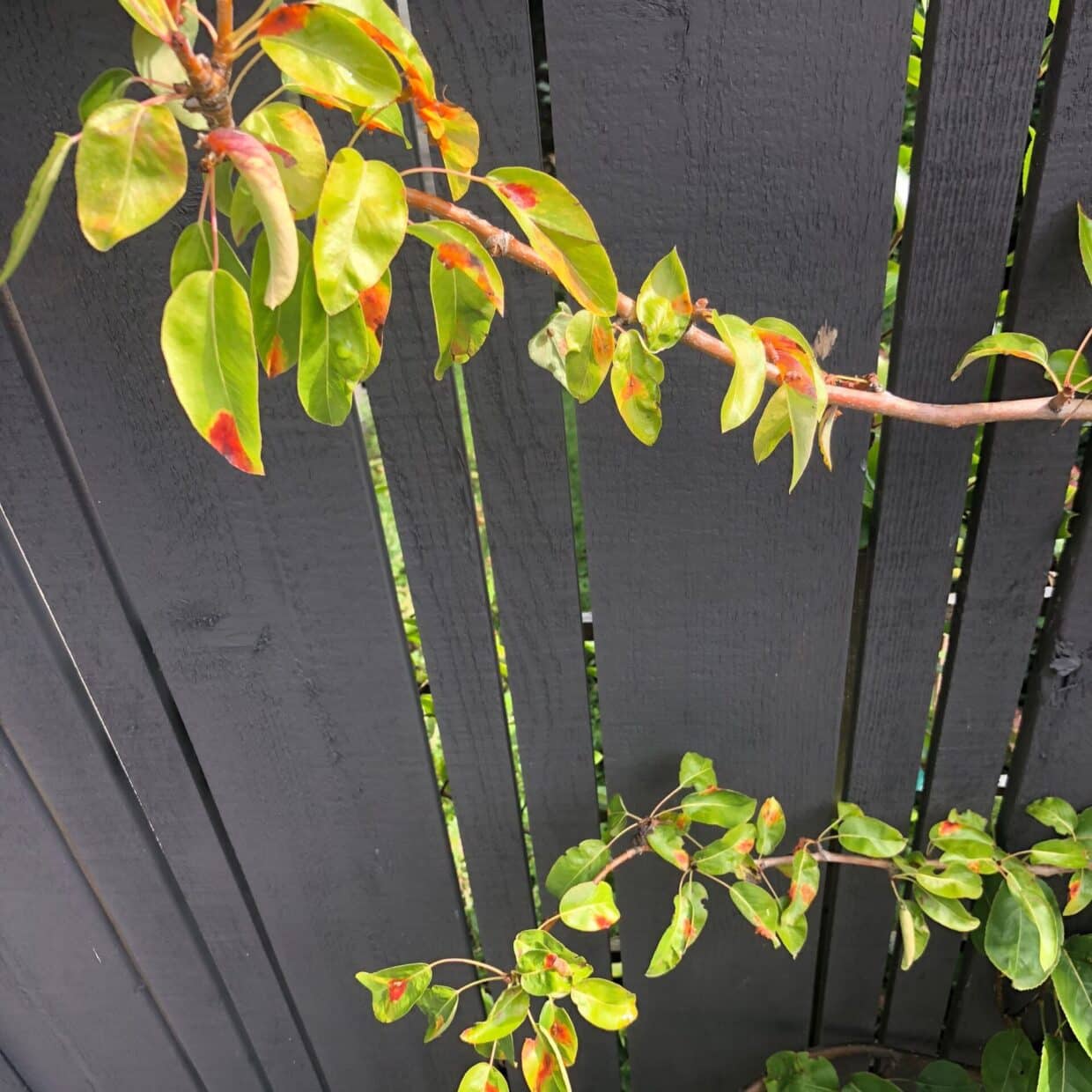 Fact Sheets | Seattle Tree Care