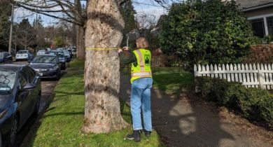 The Best Native Trees In Seattle To Add To Your Yard | Seattle Tree Care